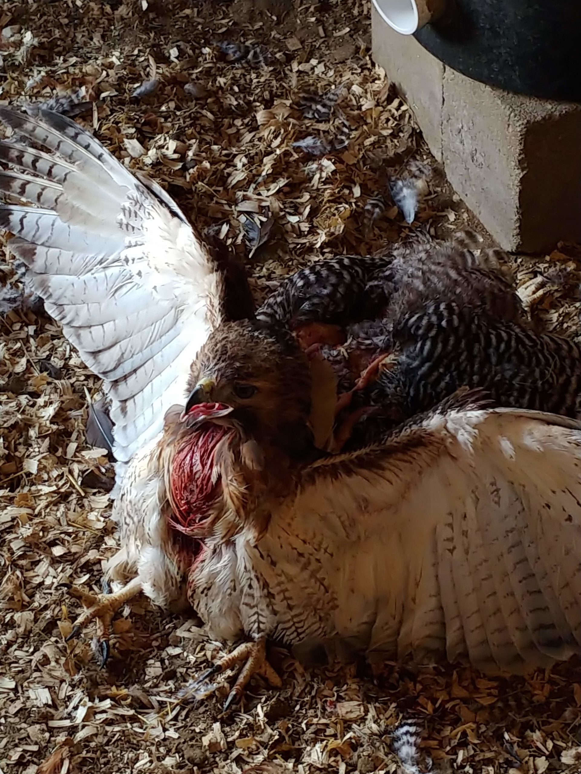 Red Tailed Hawk in The Chicken Coop – StacyMX.com