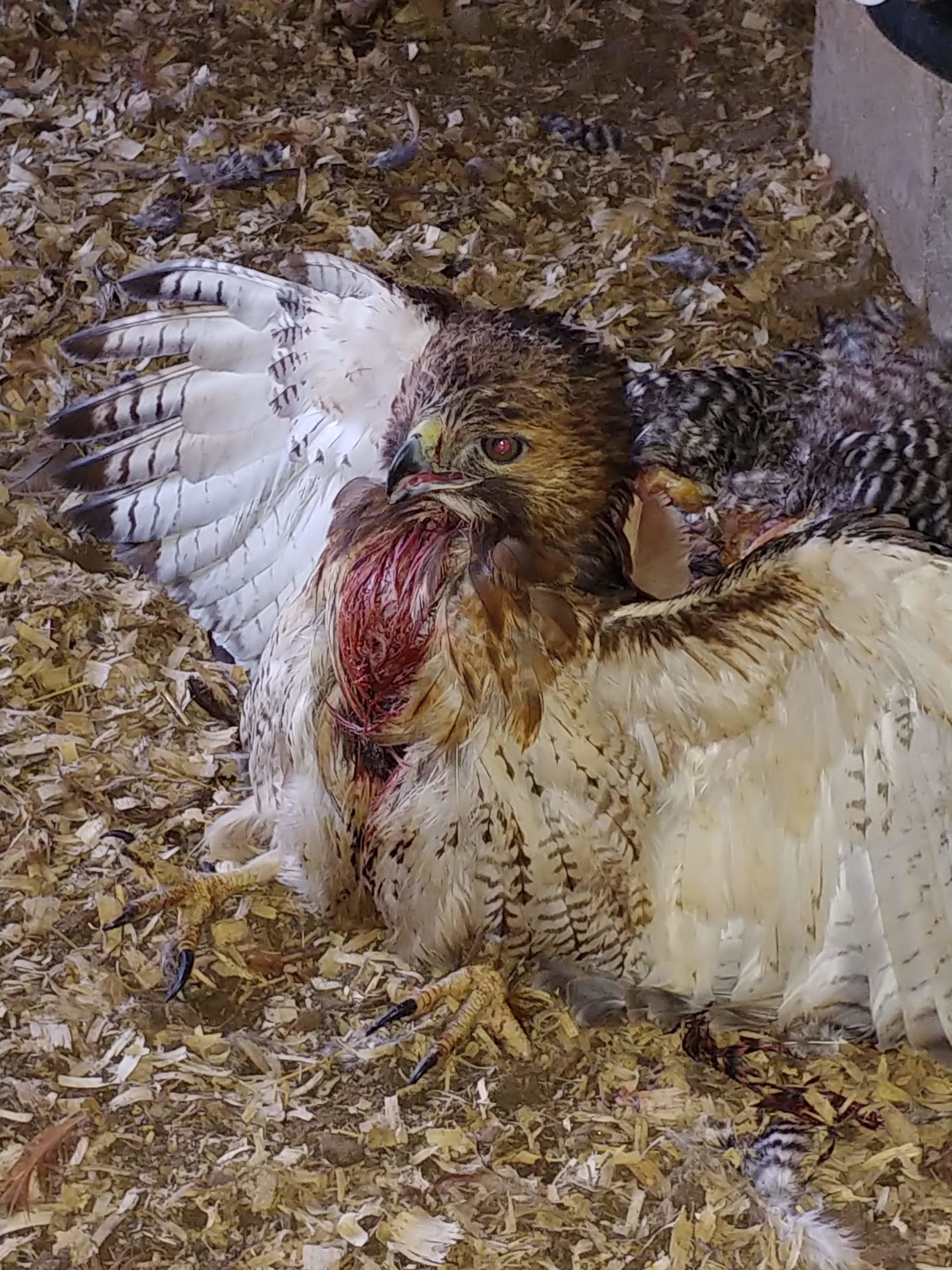 Red Tailed Hawk in The Chicken Coop – StacyMX.com
